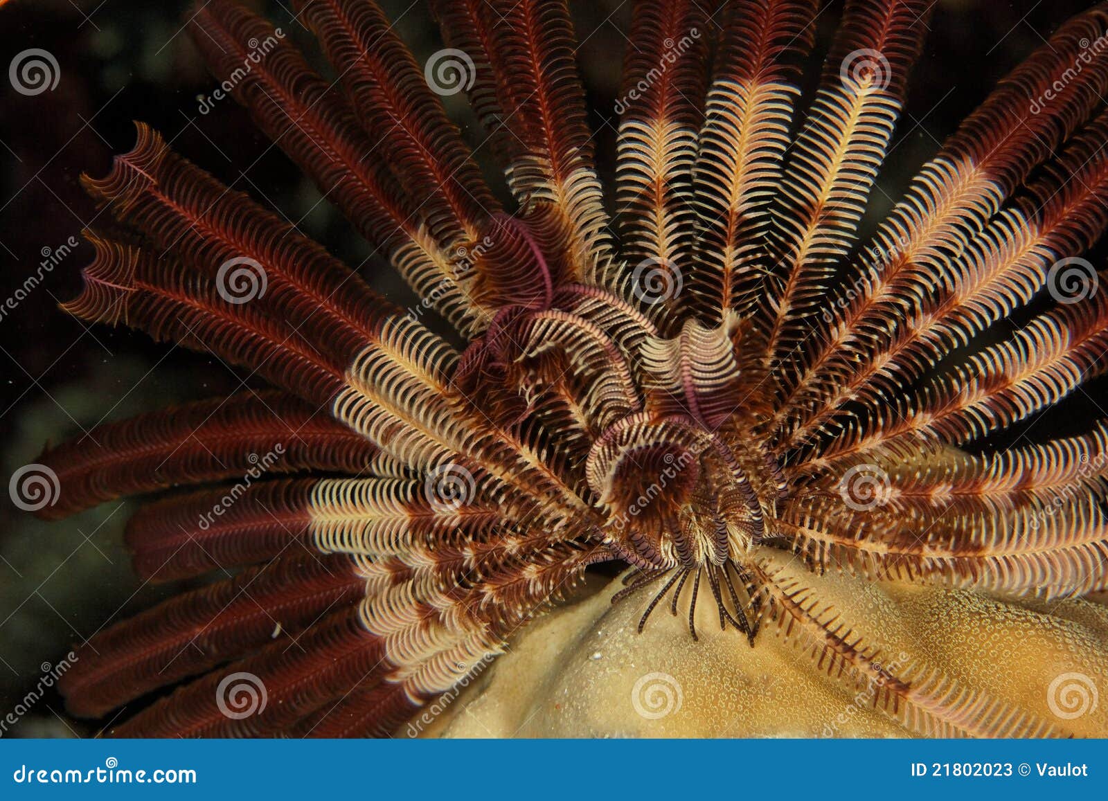 Crinoid - Red Sea stock image. Image of fish, crinoids - 21802023