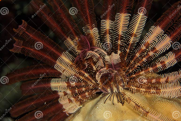 Crinoid - Red Sea stock image. Image of biology, ocean - 21802023