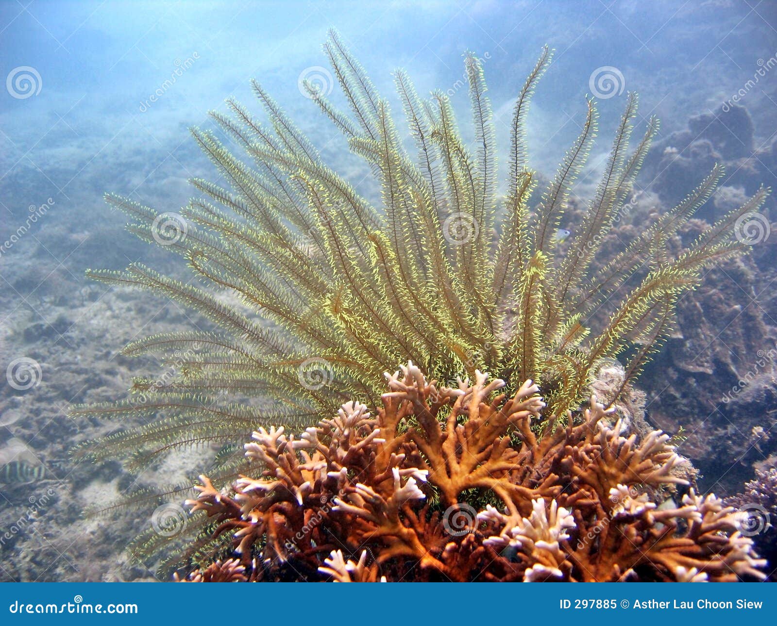 Crinoid Reef stock image. Image of brown, ocean, marine - 297885