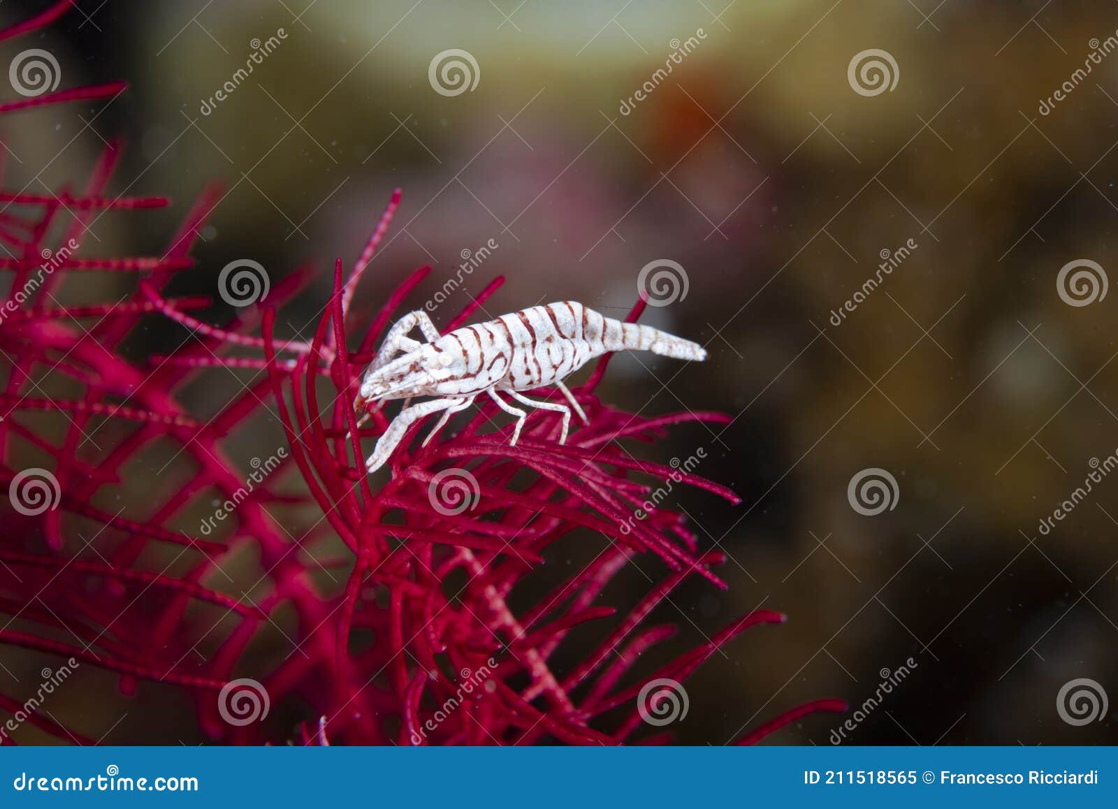Crinoids Commensal Shrimp Laomenes Amboinensis Stock Image - Image of ...