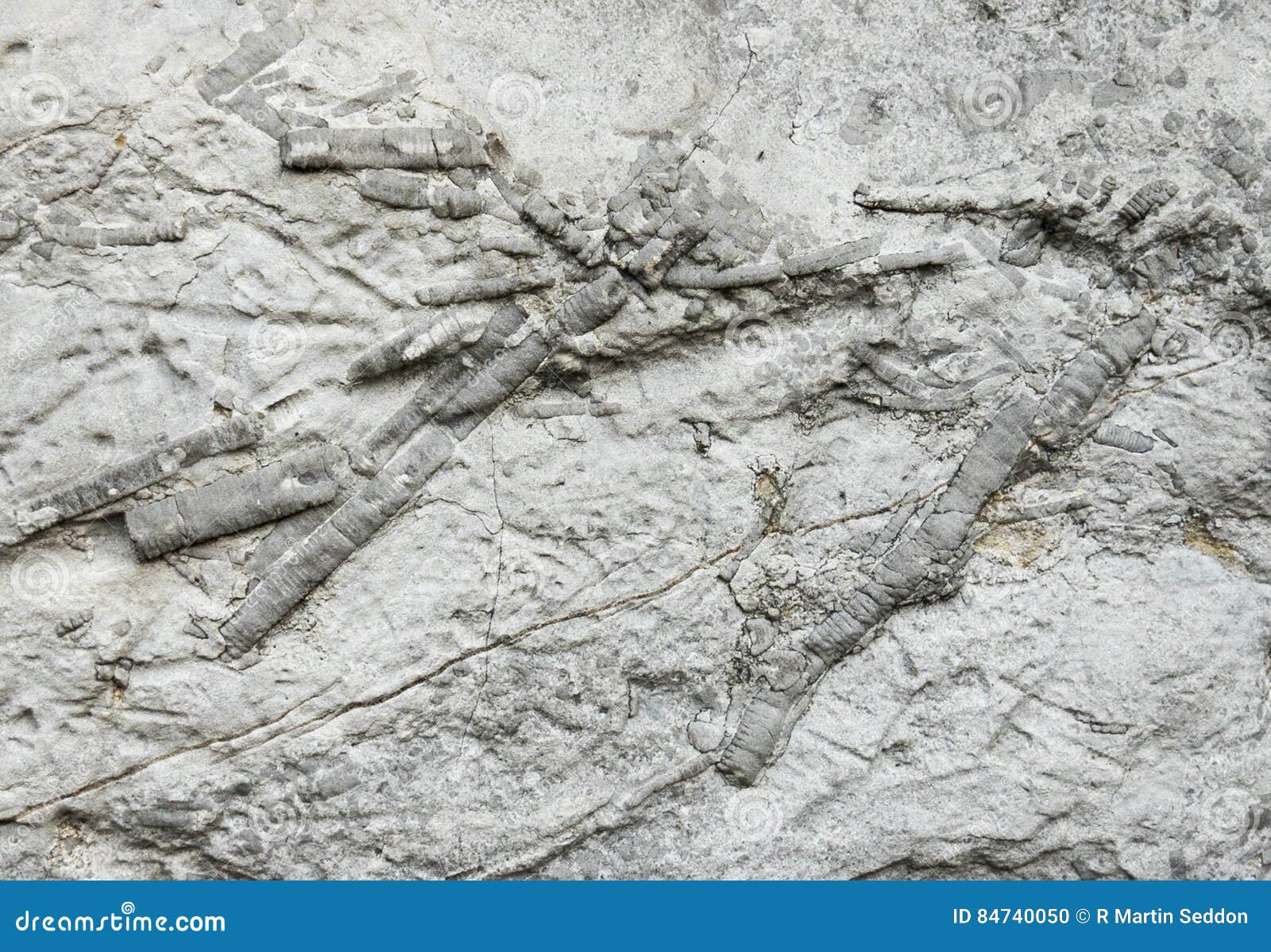 Crinoids in limestone wall stock photo. Image of limestone - 84740050