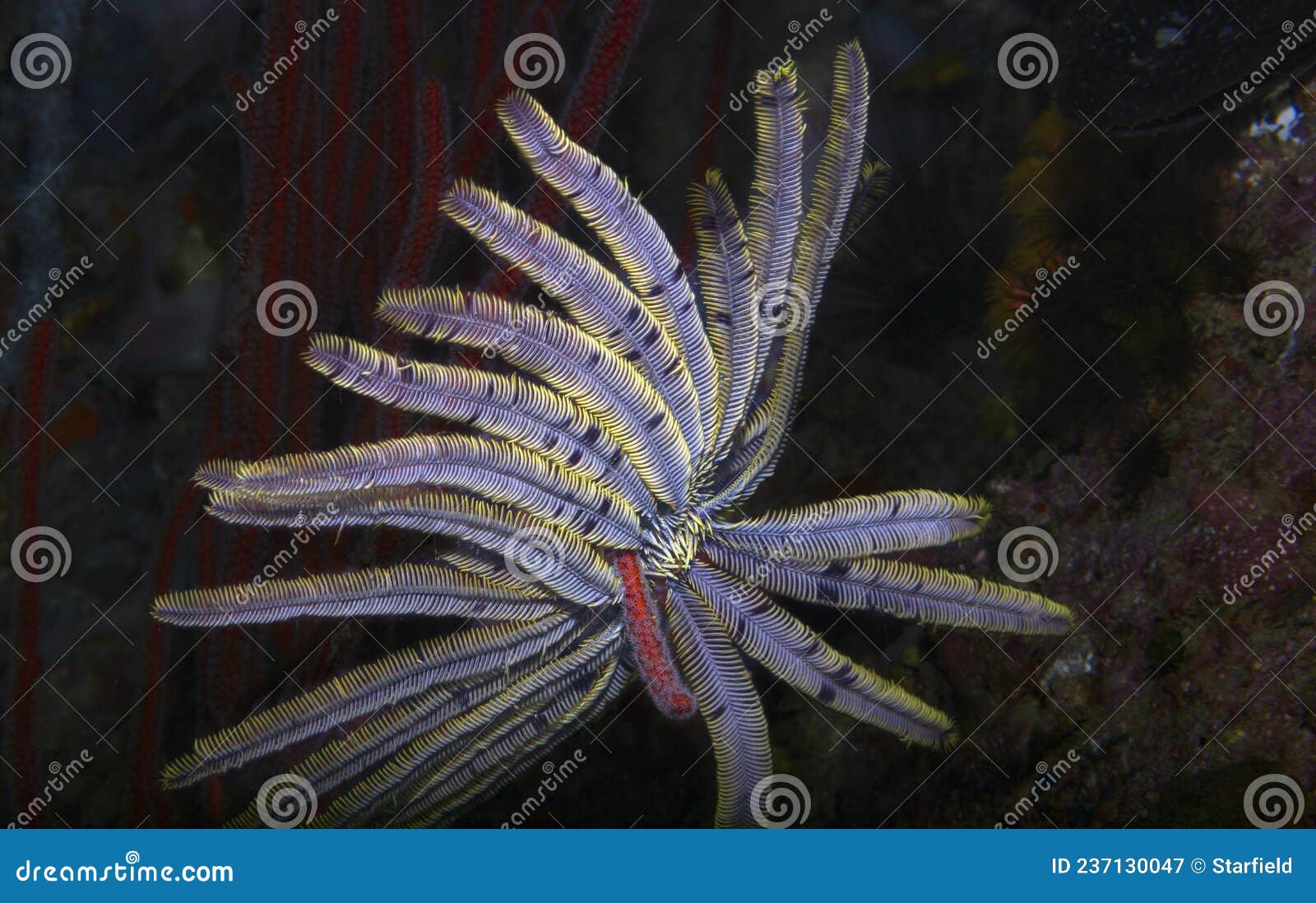 Feather Star on the Coral Reef in Thailand. Stock Image - Image of ...