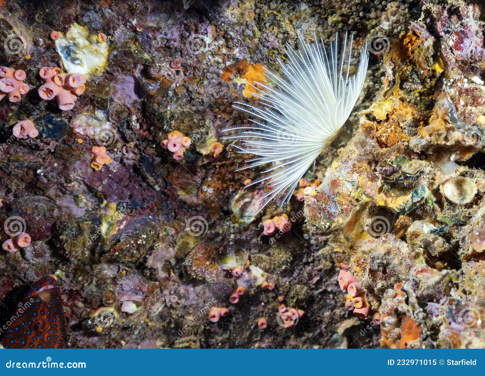 Feather Star on the Coral Reef in Thailand. Stock Image - Image of ...