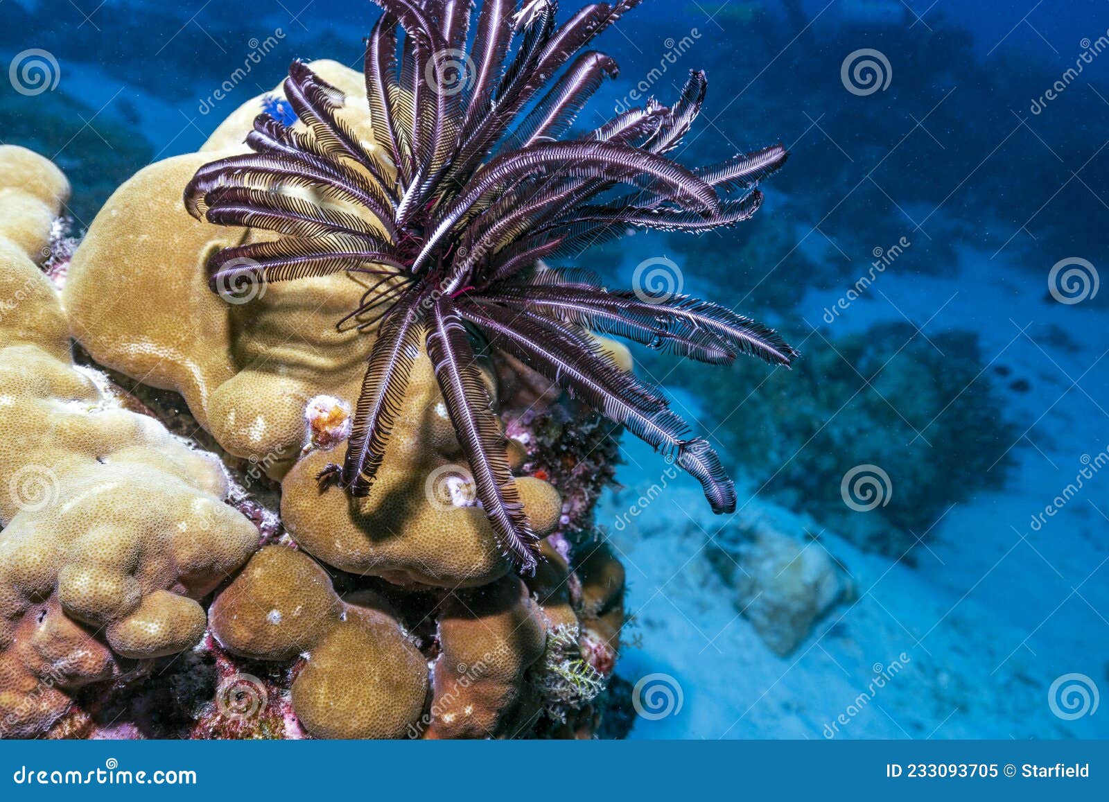 Feather Star on the Coral Reef in Thailand. Stock Image - Image of ...