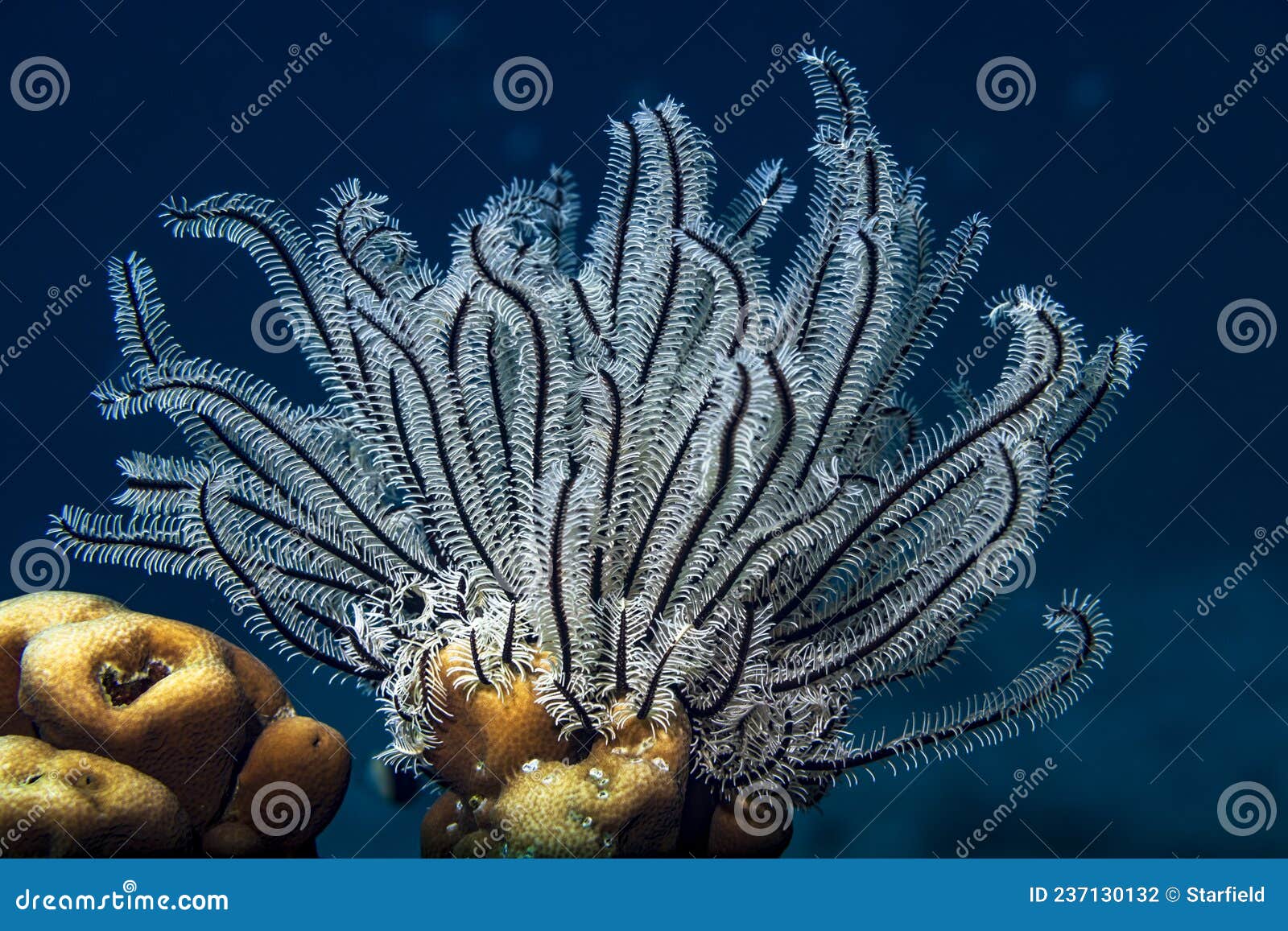 Class Crinoidea