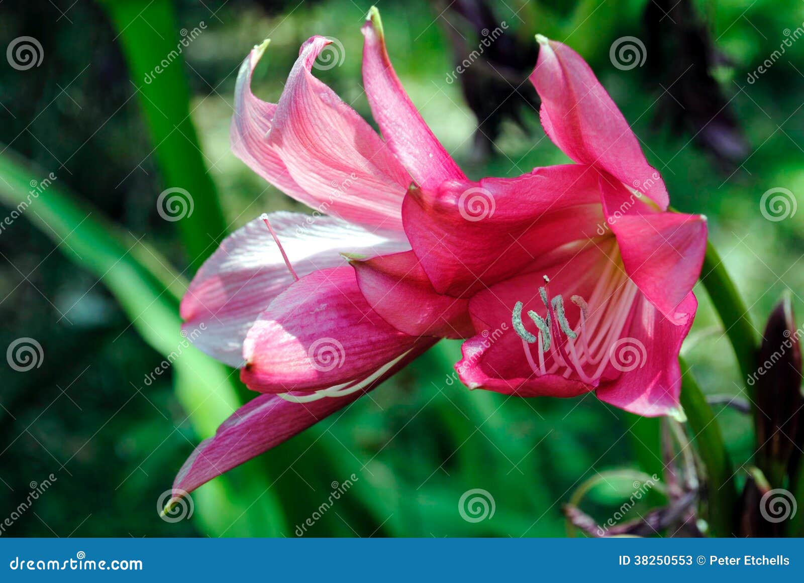 Pink Crinum Lily In The Park, Cape Lily, Poison Bulb, Spider Lily Stock ...