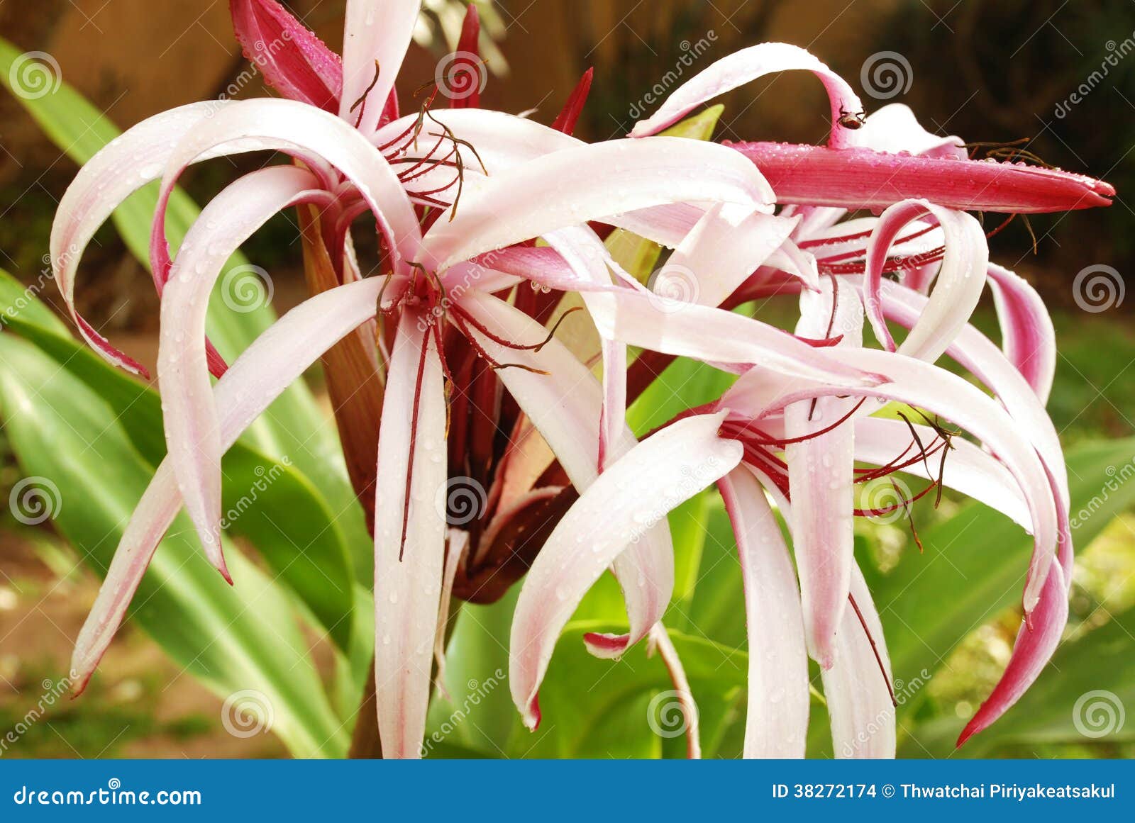Crinum lily (cape lily) stock photo. Image of celebration - 38272174