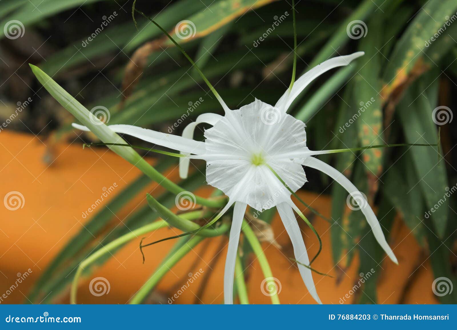 Crinum Lily, Cape Lily stock image. Image of floral, growing - 76884203
