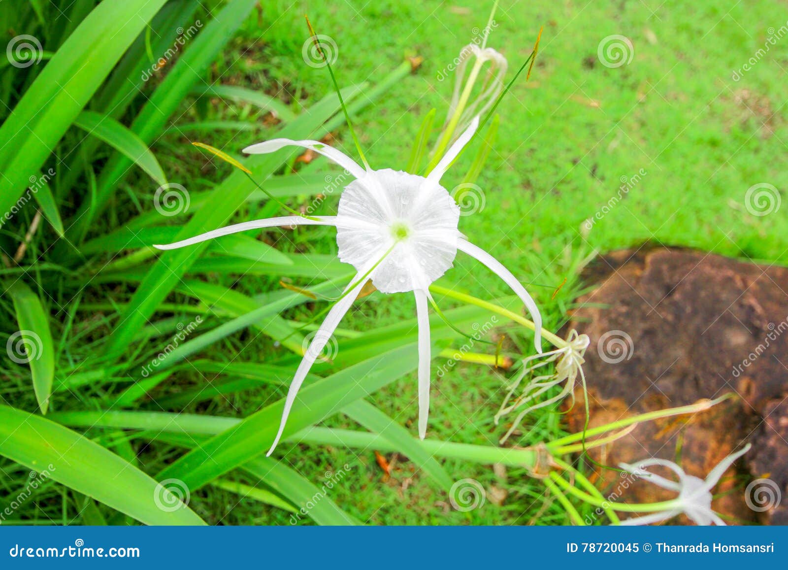 Crinum Lily, Cape Lily, Poison Bulb, Stock Image - Image of herbs ...