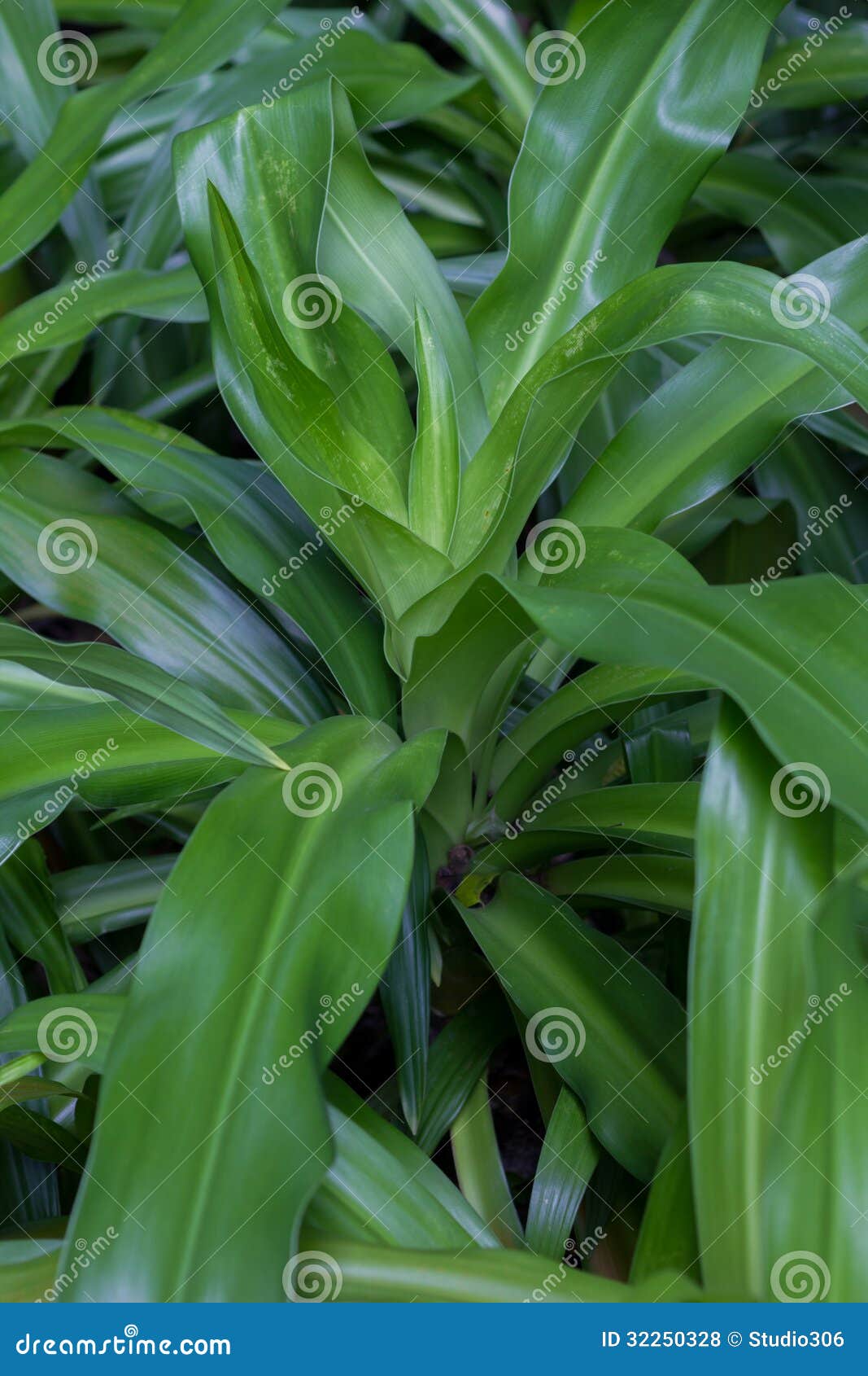 Crinum Lily, Cape Lily, Poison Bulb, Spider Lily. Royalty-Free Stock ...