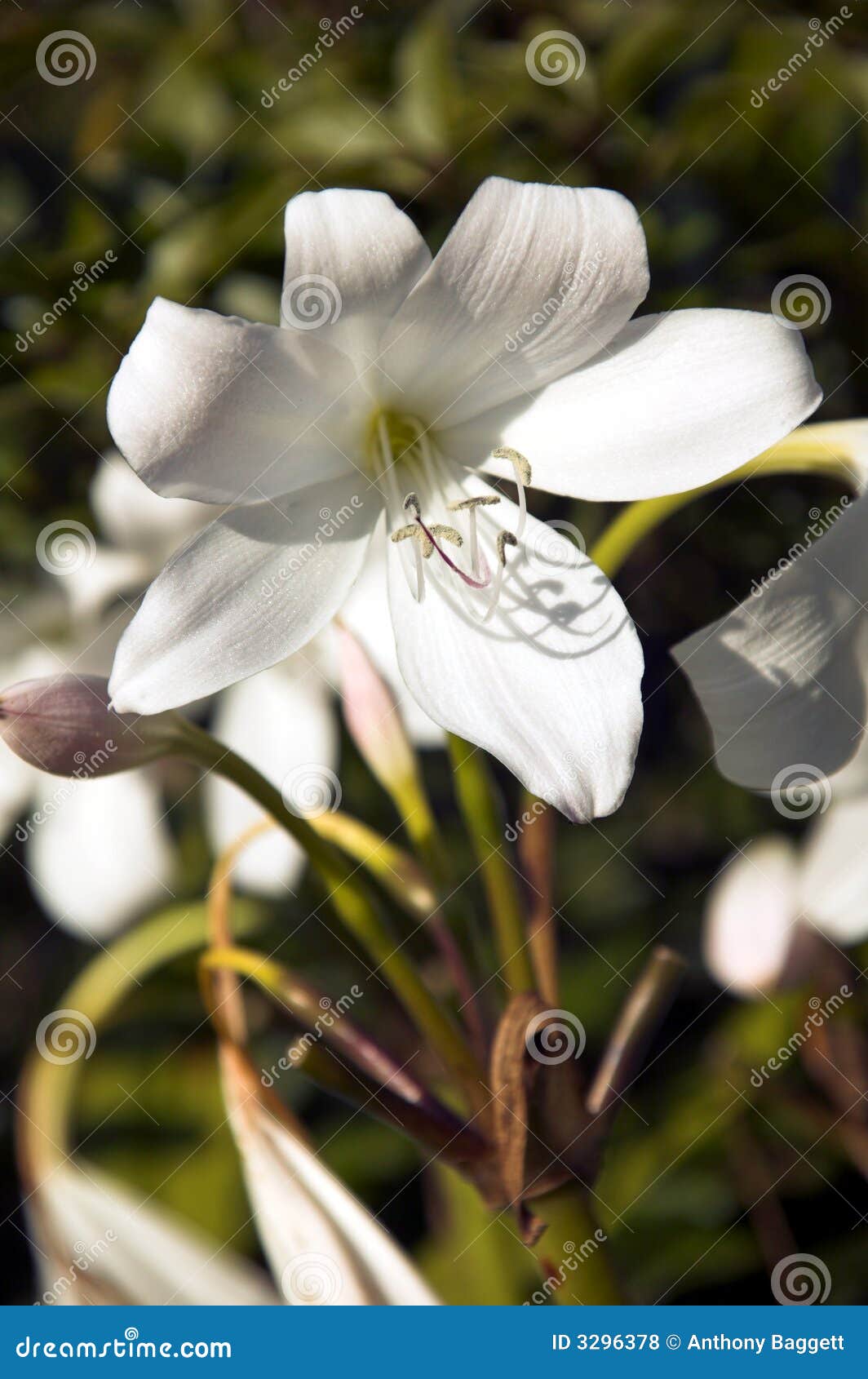 Crinum x Powellii album stock photo. Image of alba, lifestyle - 3296378