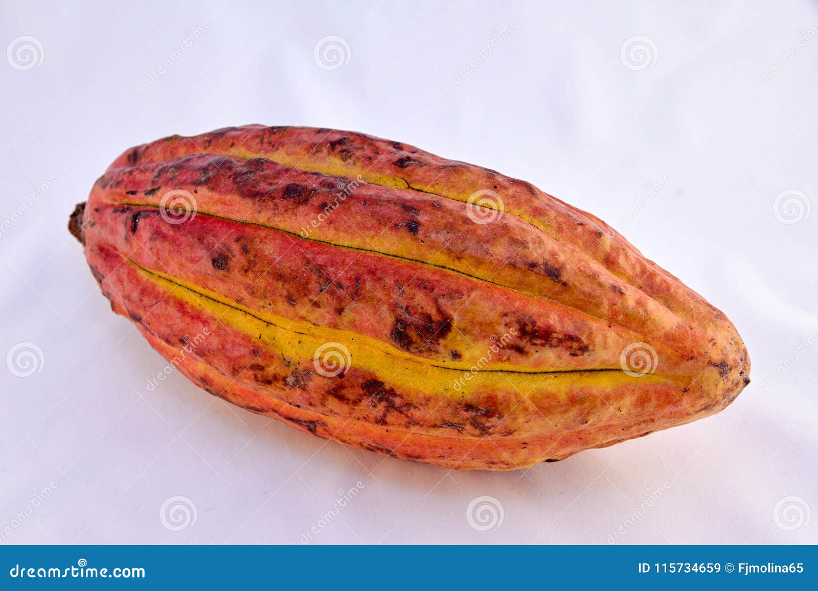 Criollo Variety Cocoa Fruit Stock Image - Image of botany, green: 115734659