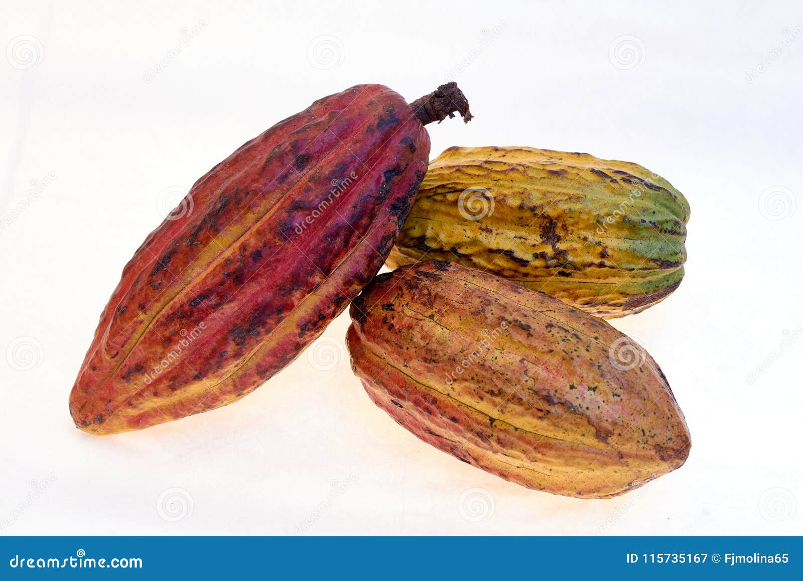 Criollo Variety Cocoa Fruit Stock Image - Image of plant, america ...