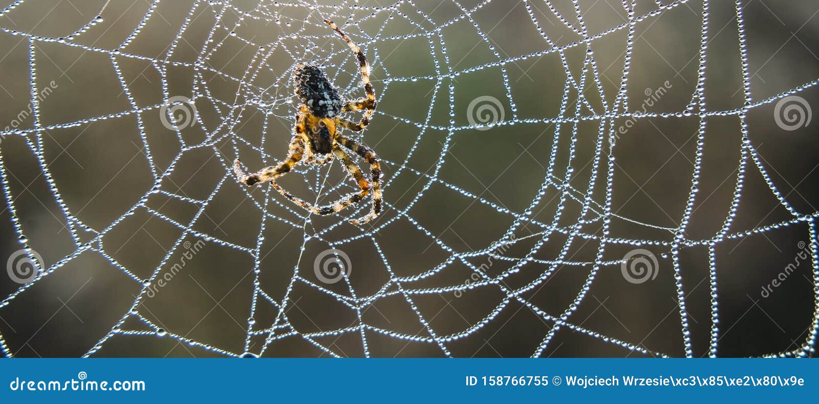 CRIPPLE SPIDER stock image. Image of animal, atmosphere - 158766755