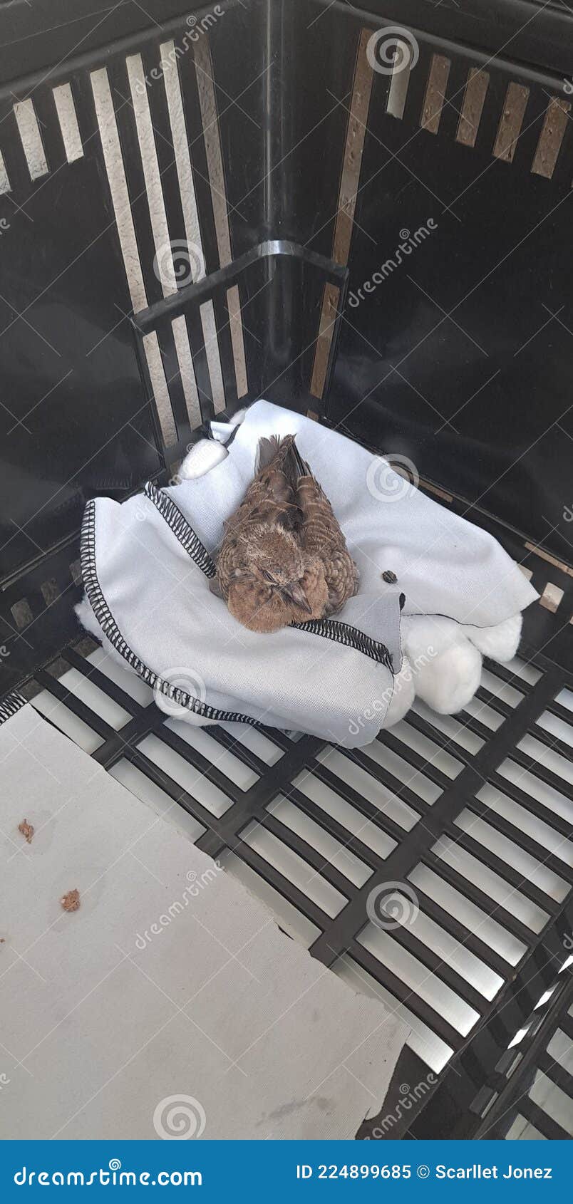 Crippled baby bird stock image. Image of baby, bird - 224899685