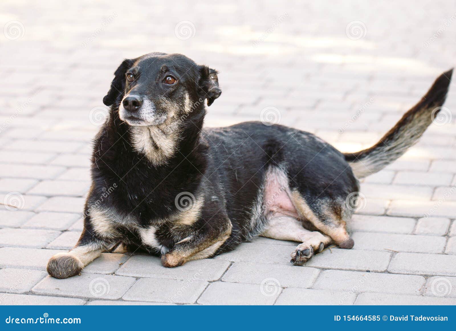 Crippled Dog without Three Legs Lying on the Road Stock Image - Image ...