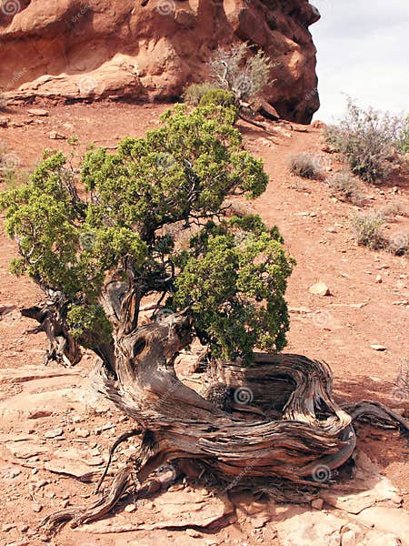 Crippled Tree stock image. Image of stones, stone, sunrays - 347983