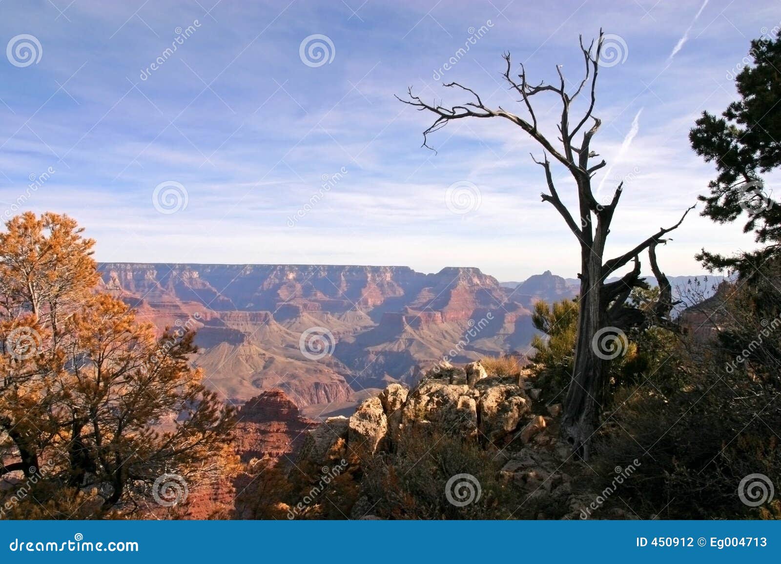 Crippled Tree stock photo. Image of sunray, trees, stony - 450912