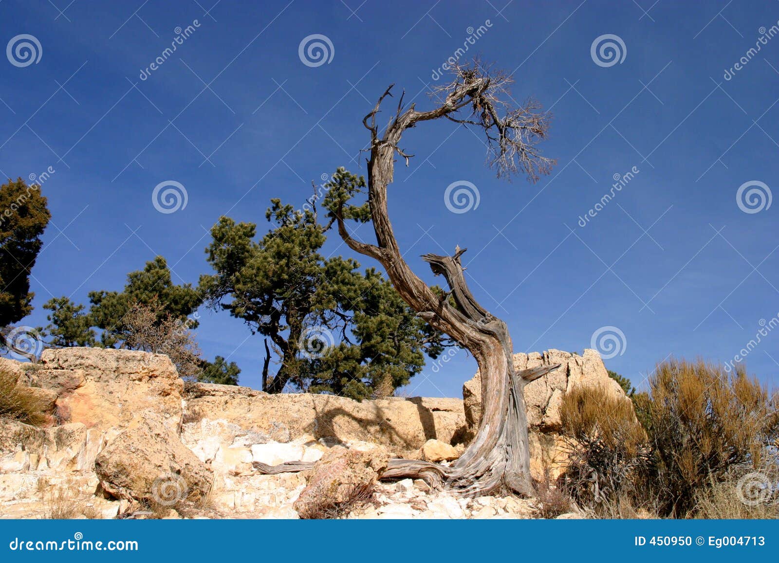 Crippled Tree stock photo. Image of trees, west, stony - 450950