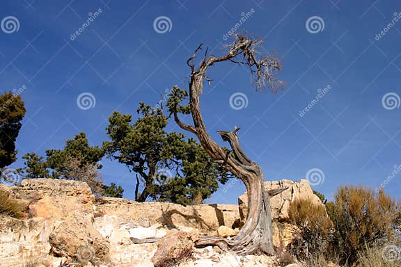 Crippled Tree stock photo. Image of trees, west, stony - 450950