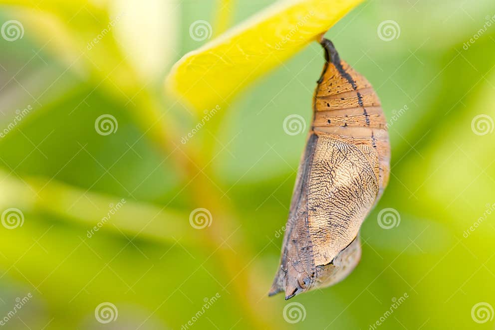 Crisálida da borboleta imagem de stock. Imagem de metamorfose - 15659789