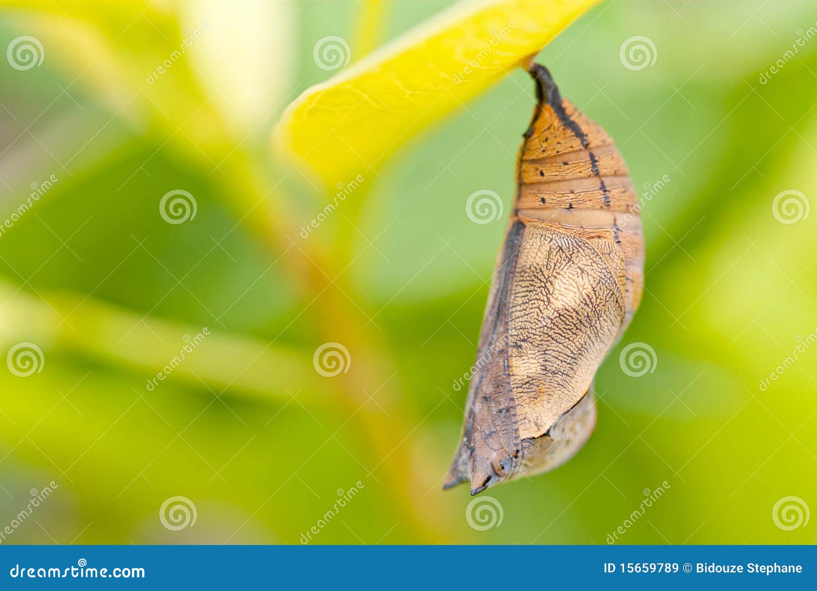 Crisálida de la mariposa imagen de archivo. Imagen de cierre - 15659789