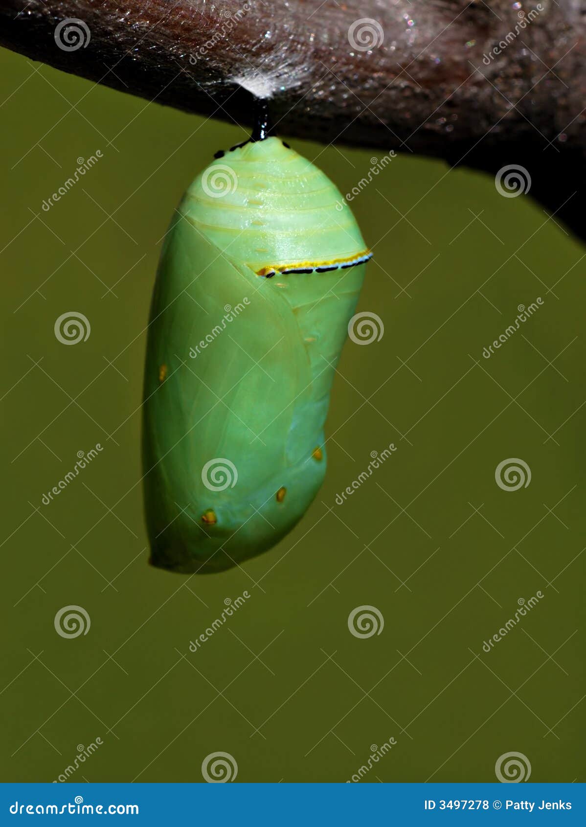 Crisálida del monarca foto de archivo. Imagen de jade - 3497278