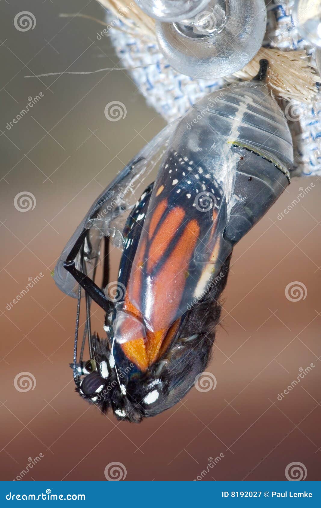 Crisálida do monarca imagem de stock. Imagem de wildlife - 8192027