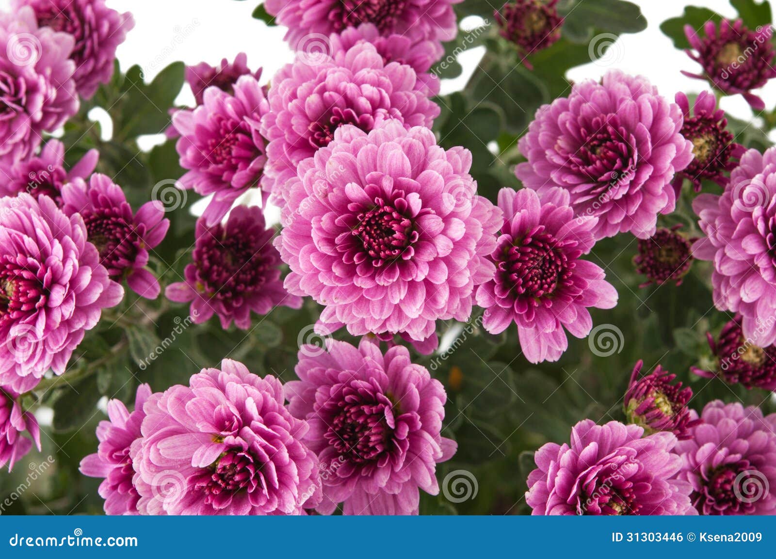 Crisântemos cor-de-rosa foto de stock. Imagem de perene - 31303446