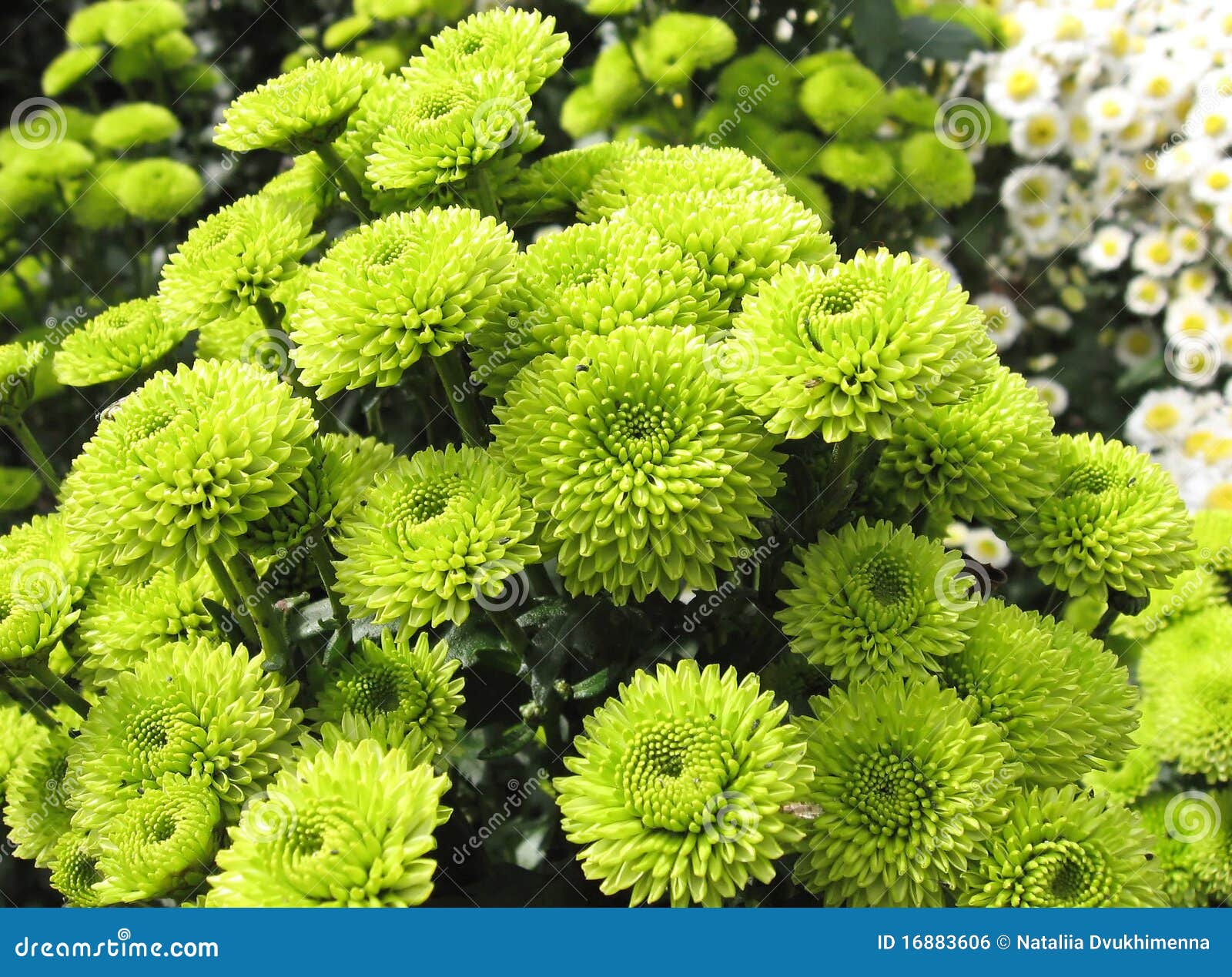 Crisântemos verdes foto de stock. Imagem de outubro, macro - 16883606