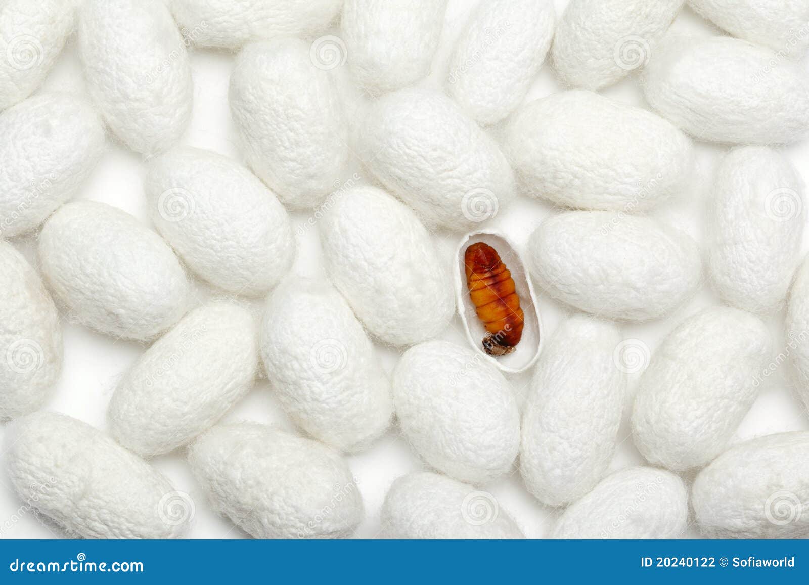 Crisalide Del Baco Da Seta Con Il Bozzolo Fotografia Stock - Immagine ...