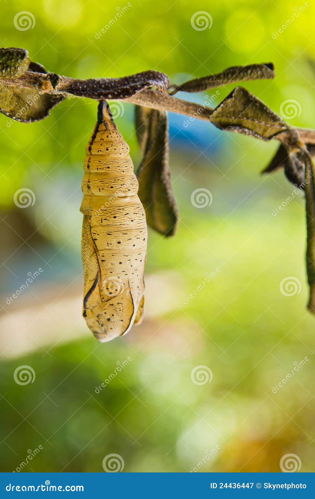 Crisalide della farfalla immagine stock. Immagine di modello - 24436447
