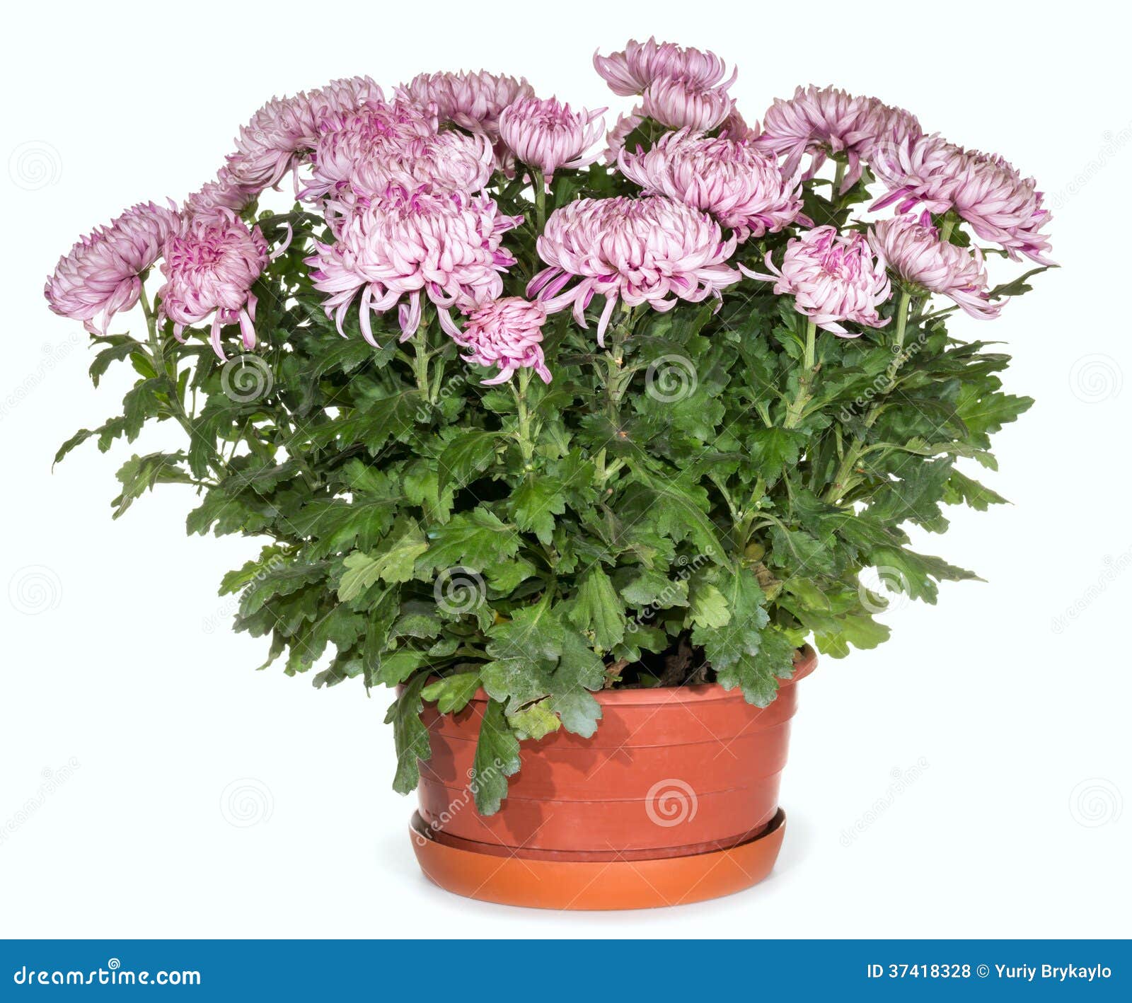 Crisantemi in Vaso Da Fiori Fotografia Stock - Immagine di rosa, bianco ...