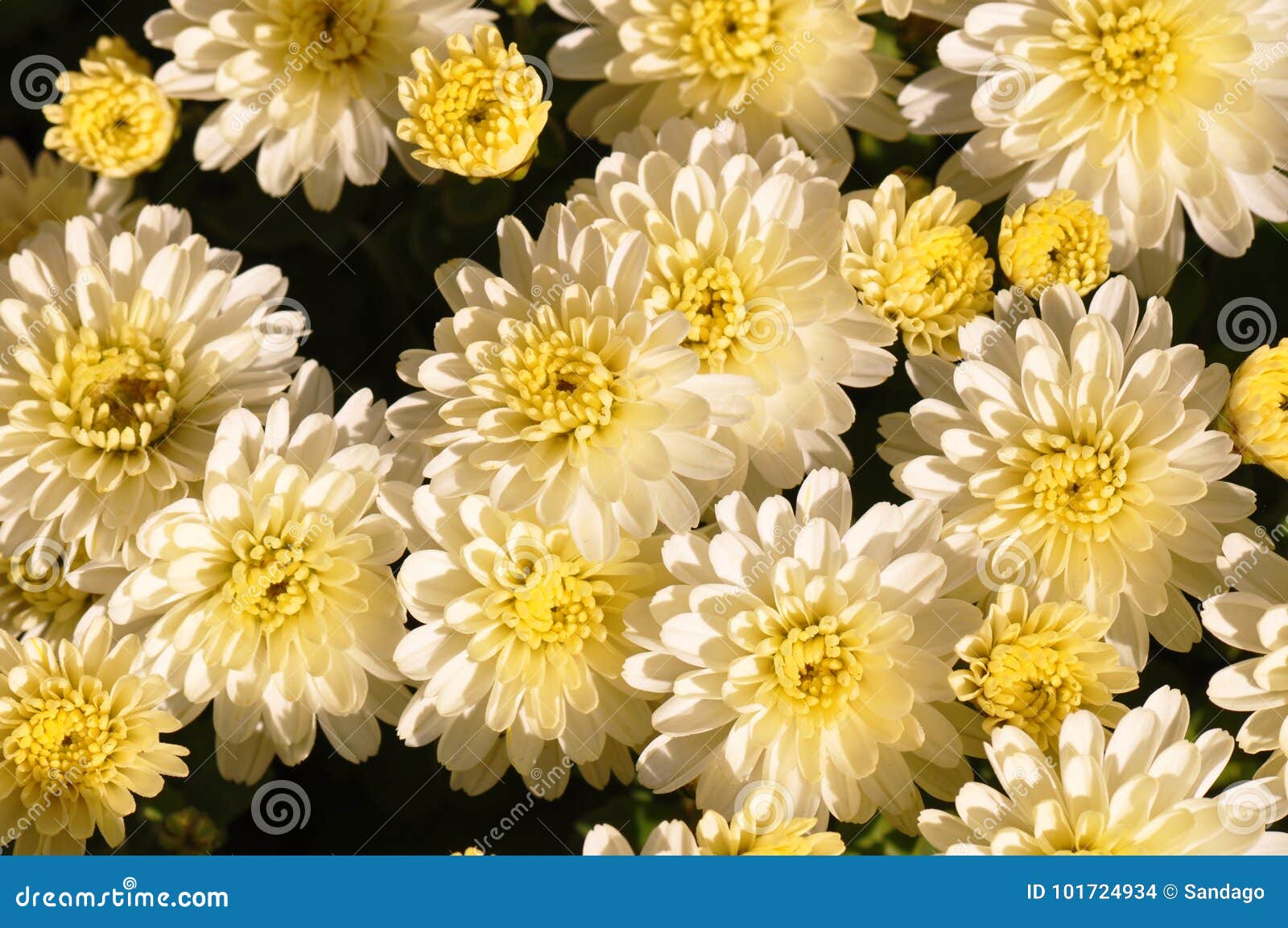 Crisantemo fotografia stock. Immagine di fioriture, particolare - 101724934