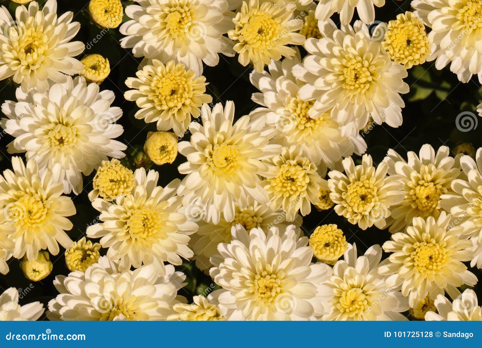 Crisantemo fotografia stock. Immagine di margherita - 101725128