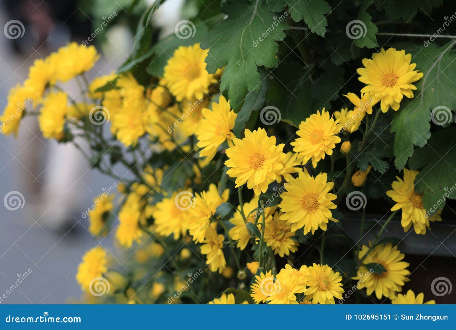 Crisantemo imagen de archivo. Imagen de gente, vino - 102695151