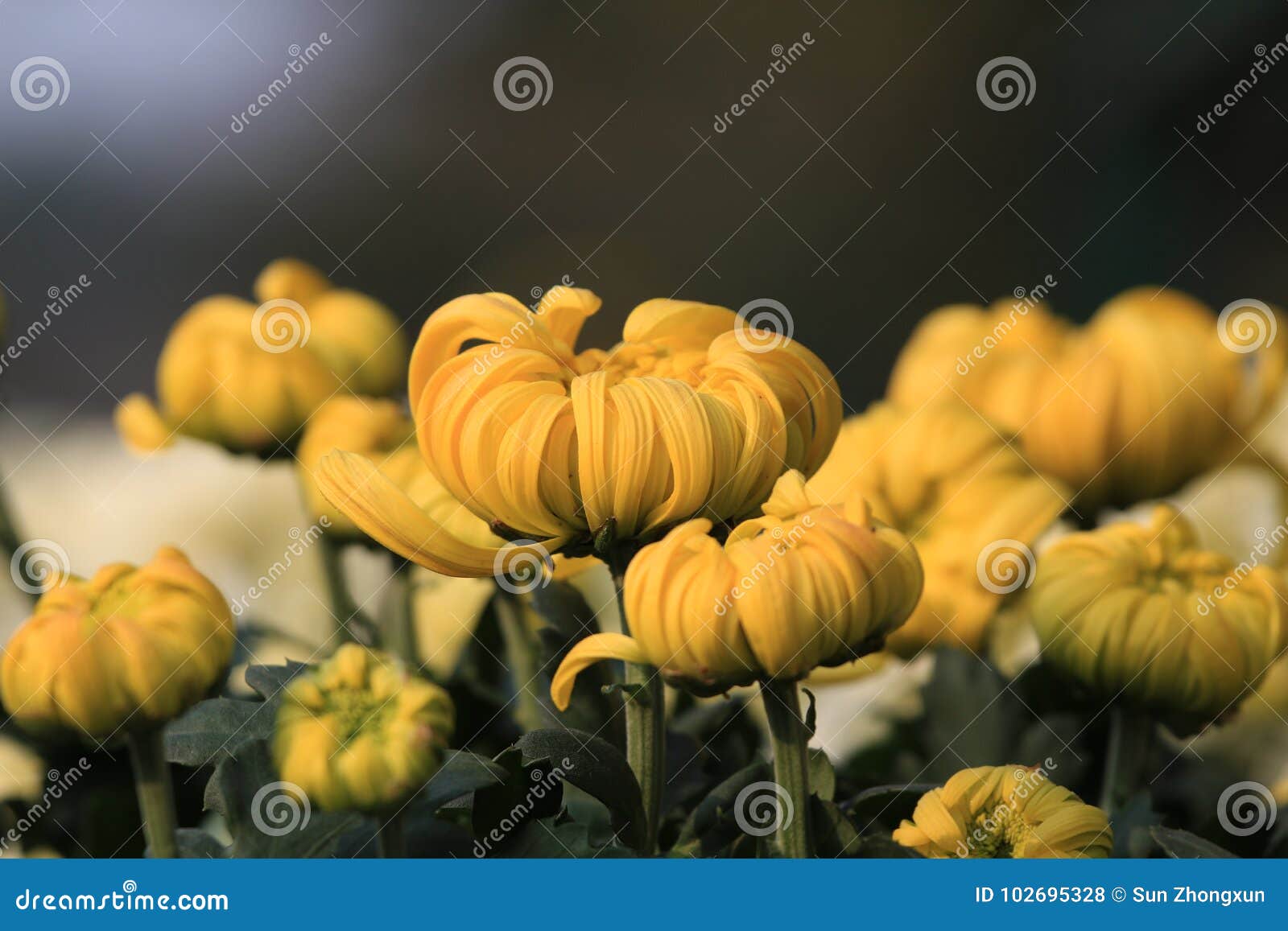 Crisantemo foto de archivo. Imagen de significado, flor - 102695328