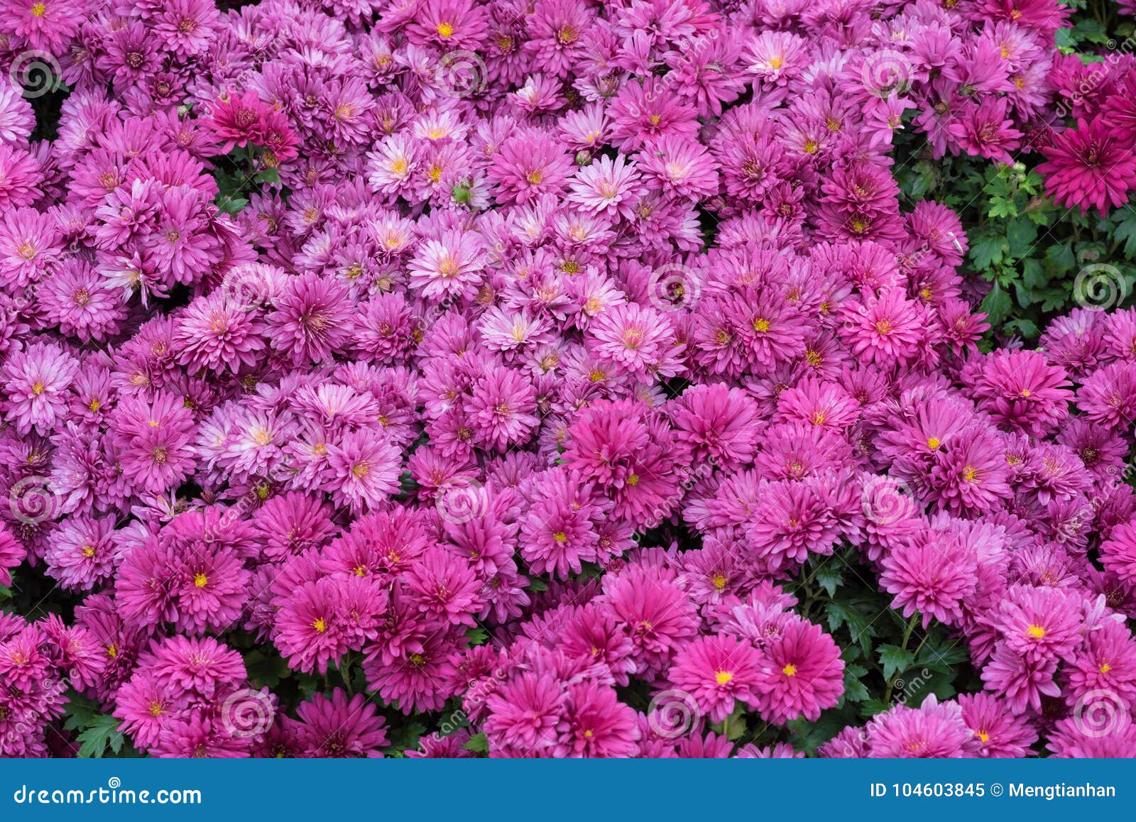 Crisantemo imagen de archivo. Imagen de lata, variedades - 104603845