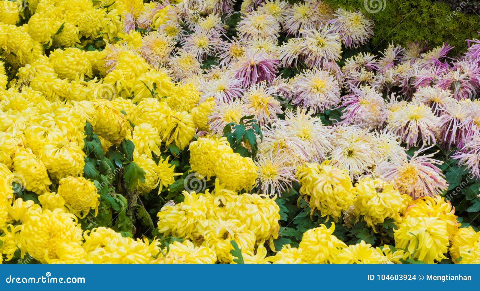 Crisantemo fotografia stock. Immagine di notevolmente - 104603924