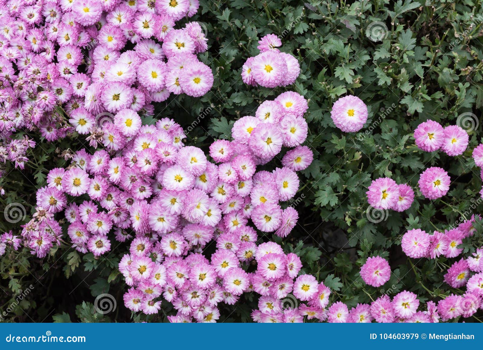 Crisantemo immagine stock. Immagine di artificiale, risultato - 104603979