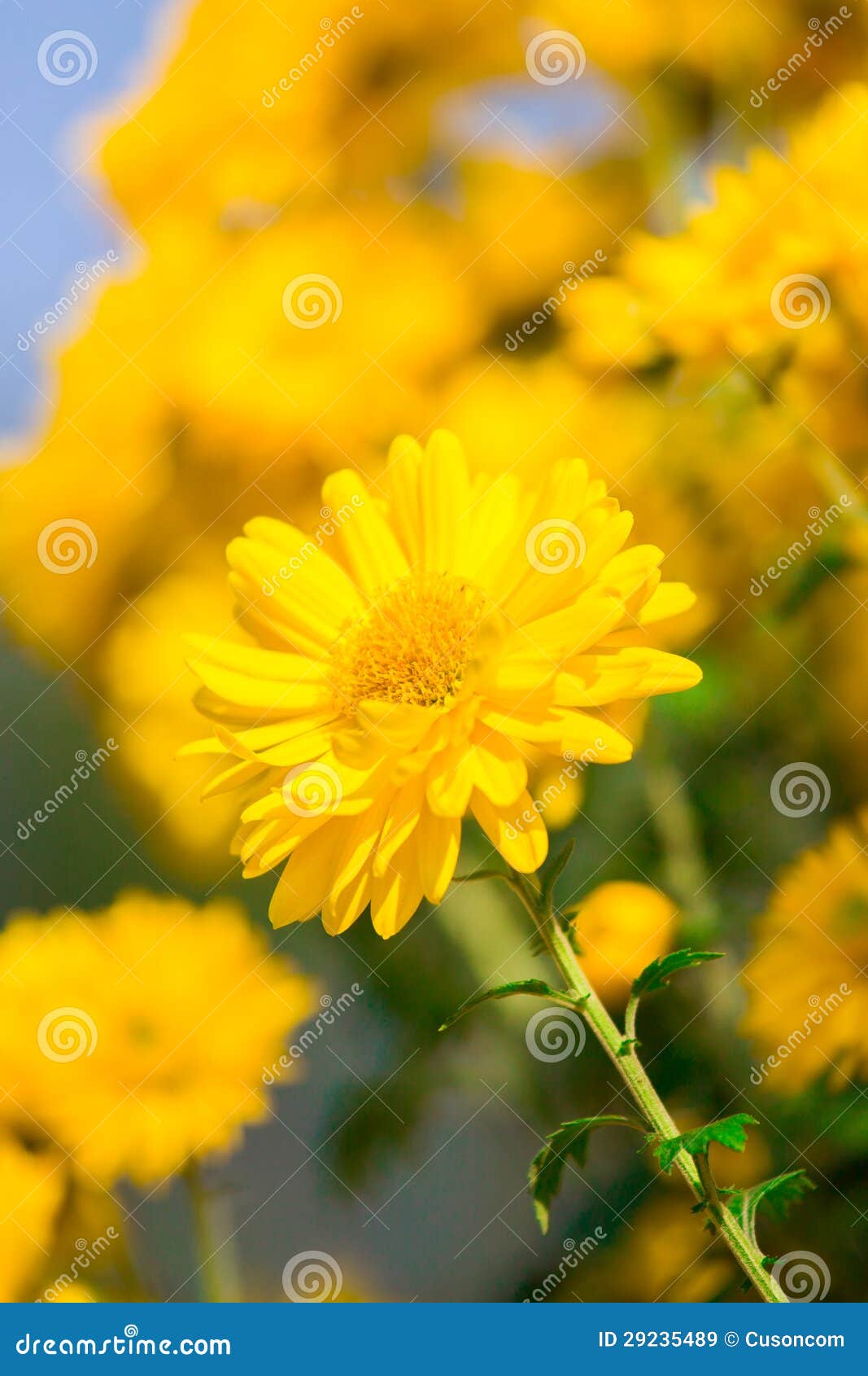 Crisantemo amarillo imagen de archivo. Imagen de hermoso - 29235489