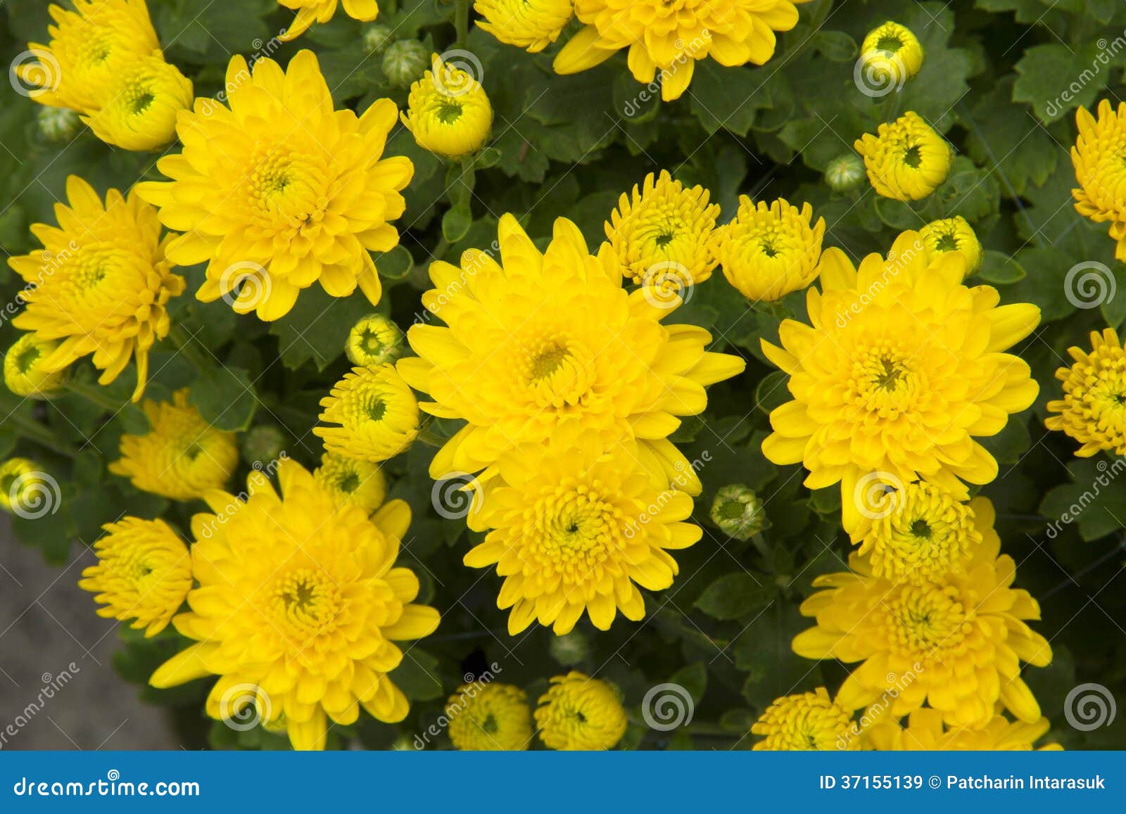 Crisantemo amarillo imagen de archivo. Imagen de planta - 37155139