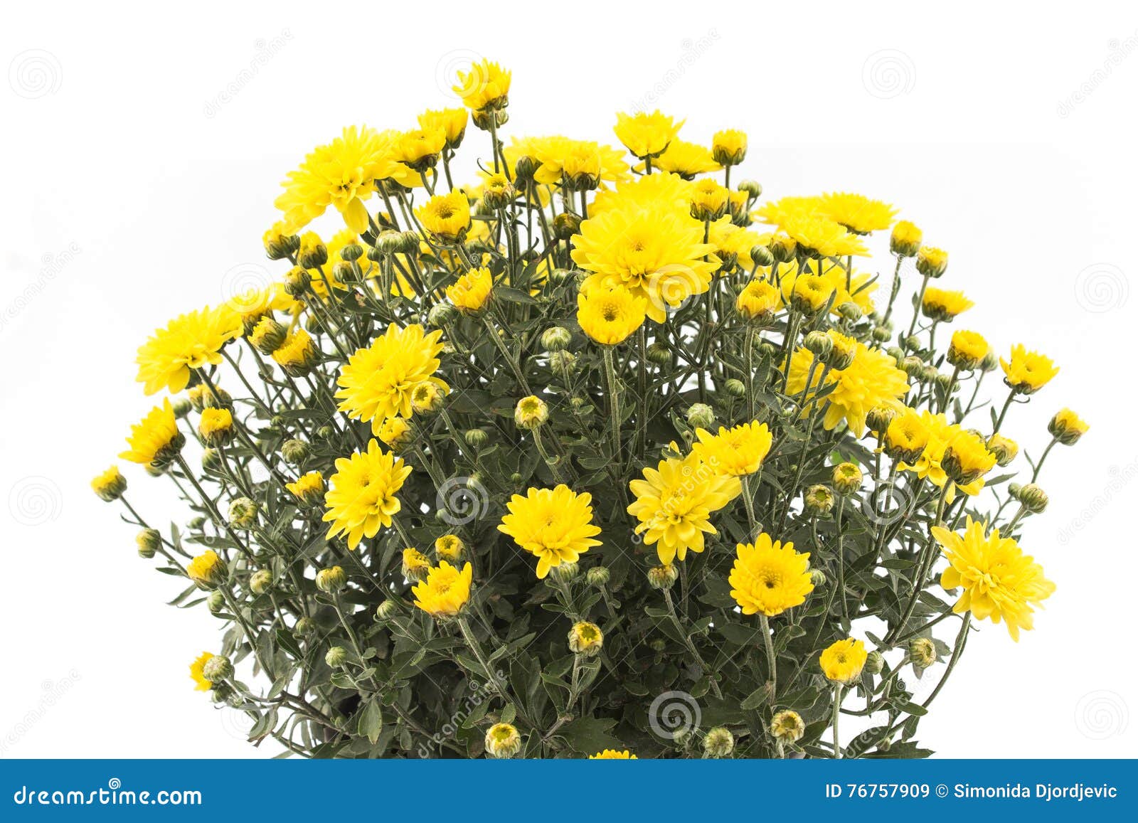 Crisantemo Amarillo Aislado En Blanco Imagen de archivo - Imagen de ...