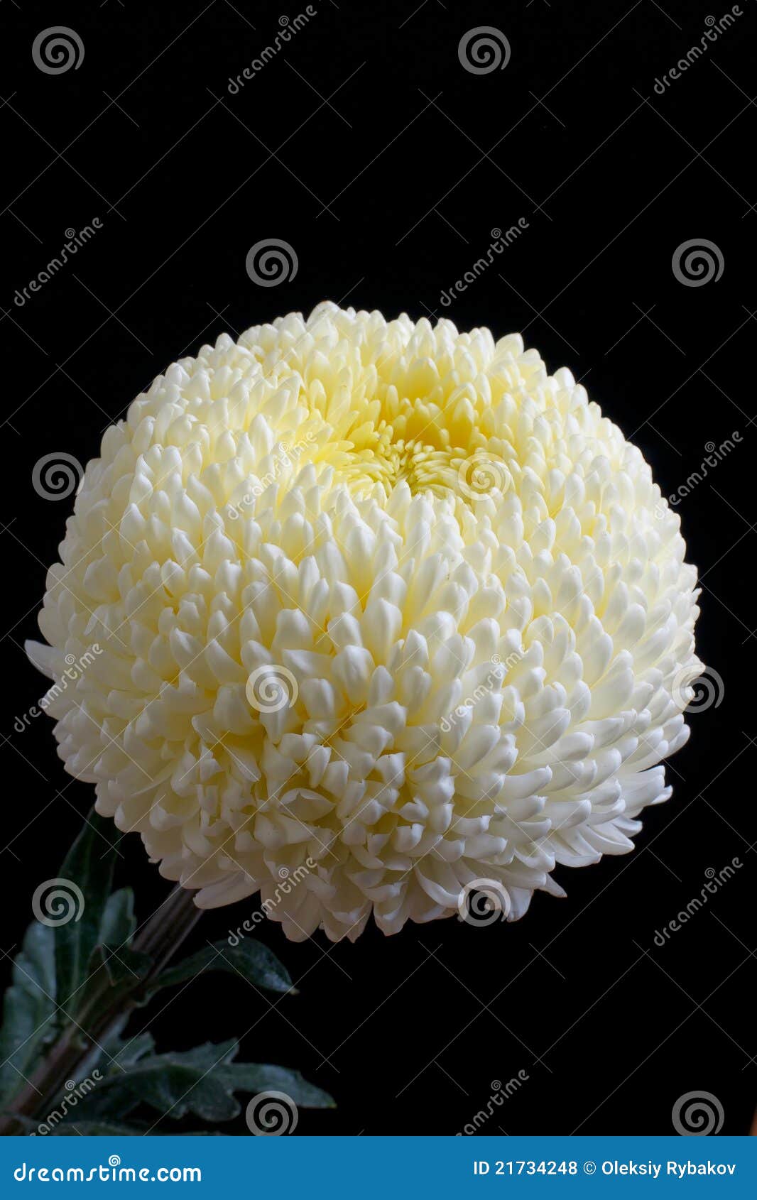 Crisantemo amarillo claro foto de archivo. Imagen de cubo - 21734248