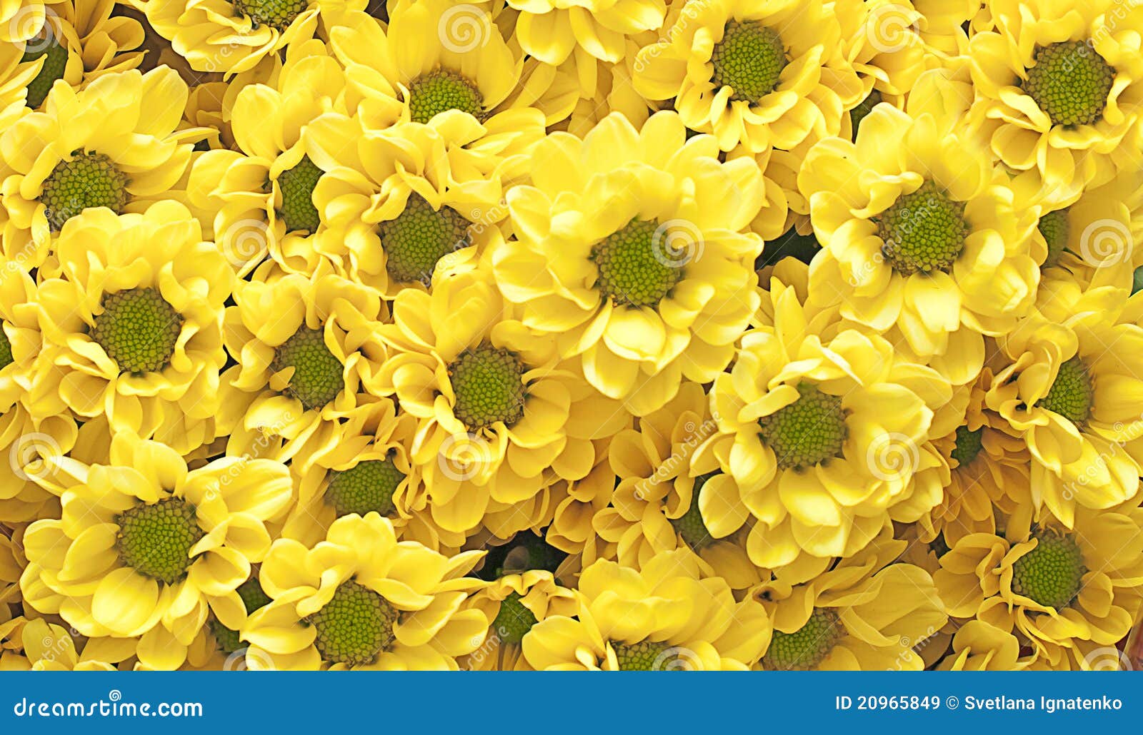 Crisantemo Amarillo Como Un Fondo O Textura Imagen de archivo - Imagen ...