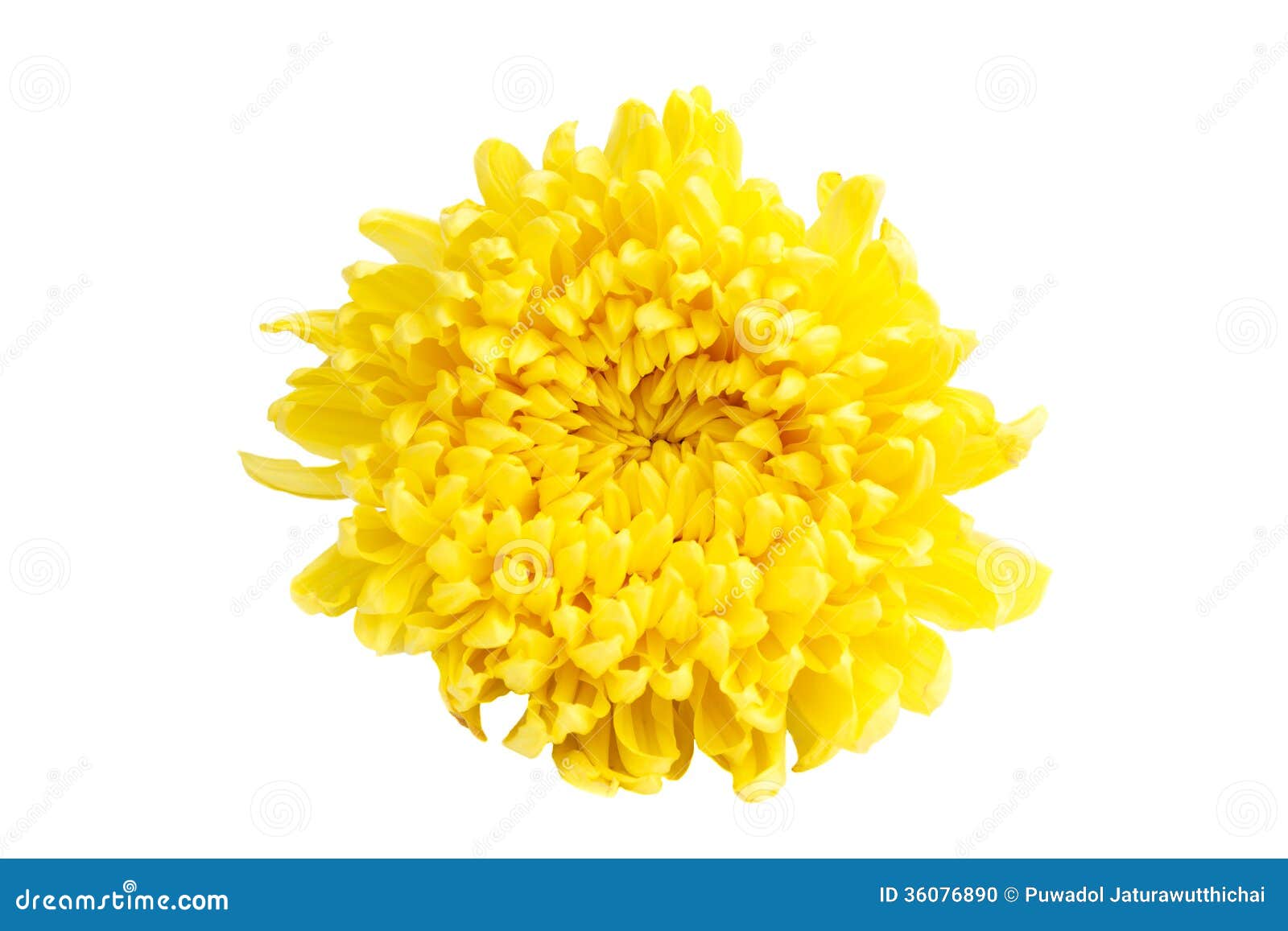 Crisantemo Amarillo Del Color Foto de archivo - Imagen de aislado ...