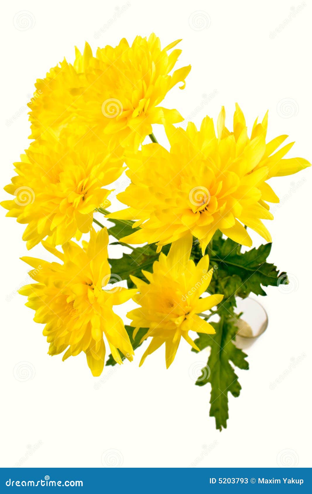 Crisantemo Amarillo En Blanco Imagen de archivo - Imagen de blanco ...