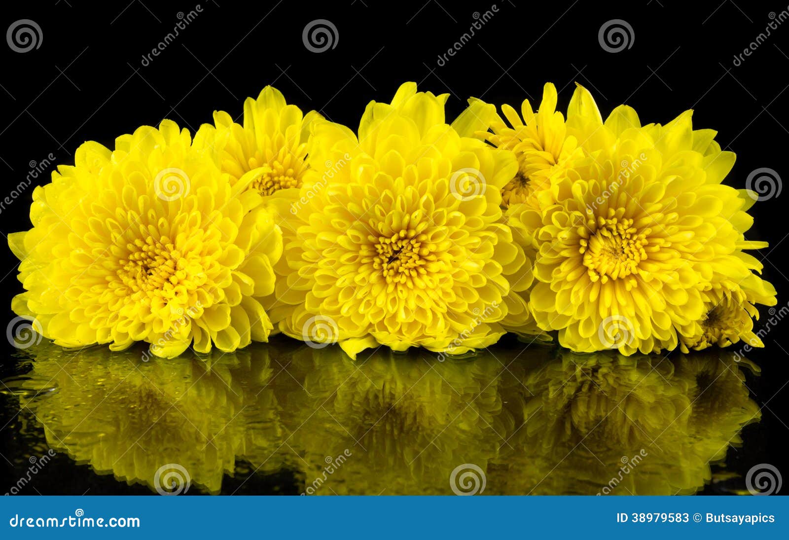 Crisantemo Amarillo En Fondo Negro Imagen de archivo - Imagen de ...