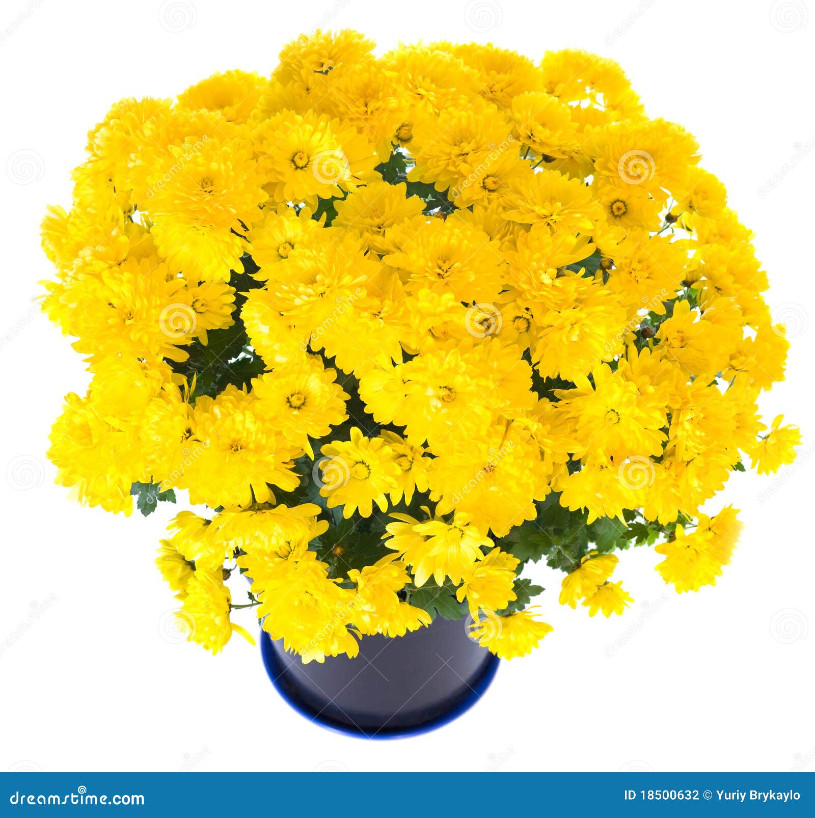 Crisantemo Amarillo En Maceta Foto de archivo - Imagen de brillante ...