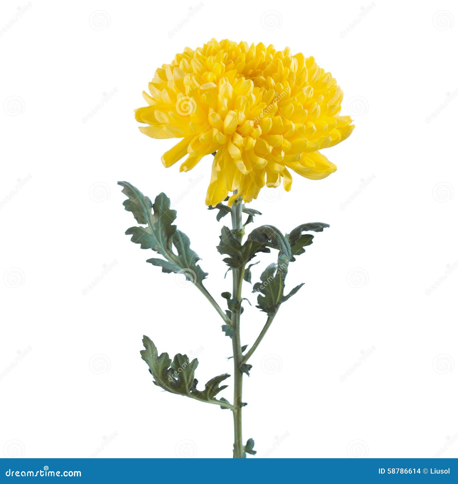 Crisantemo Amarillo Mullido De La Flor Foto de archivo - Imagen de ...